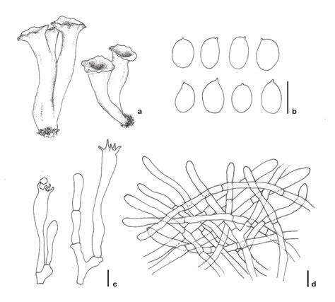 Craterellus Fungalpedia