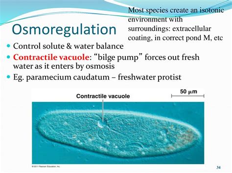 Chapter 7 Warm Up 1 Is The Plasma Membrane Symmetrical Why Or Why Not What Types Of