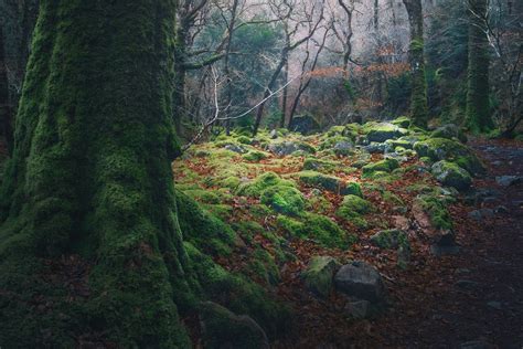 Stanley Ghyll Force Lake District Spring — Ian Cylkowski Photography