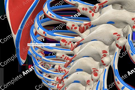 Origin Of Multifidus Muscle Complete Anatomy