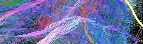 Mouse Whole Neocortex Blue Brain Project