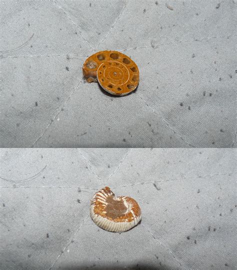 FossilPorn Cool Pictures Of Fossils SFW