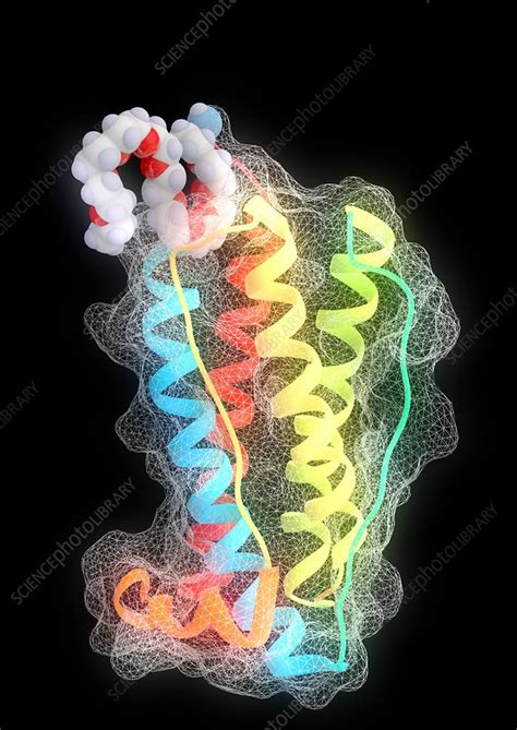 Granulocyte Colony Stimulating Factor Molecular Model Stock Image C0490728 Science Photo