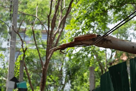 2 Thousand Big Tree Power Line Royalty Free Images Stock Photos Pictures Shutterstock