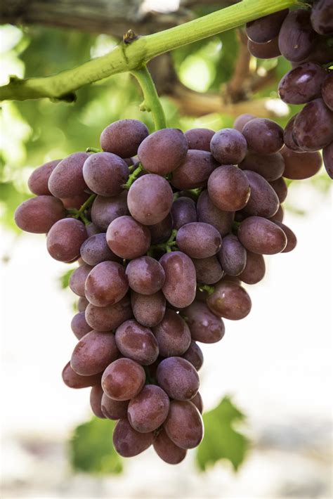 Red Seedless Exsa Pty Ltd Red Seedless Exsa Pty Ltd