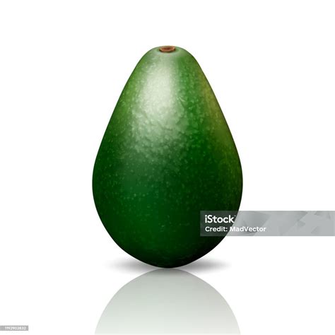 반사와 흰색 배경에 격리 벡터 3d 현실적인 전체 아보카도 클로즈업 디자인 템플릿 음식 건강 다이어트 개념 정면 보기 0명에 대한 스톡 벡터 아트 및 기타 이미지 Istock