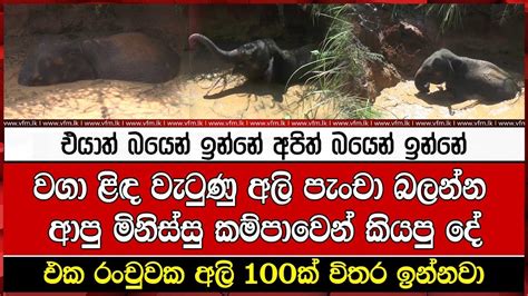 වගා ළිඳ වැටුණු අලි පැංචා බලන්න ආපු මිනිස්සු කම්පාවෙන් කියපු දේ Youtube
