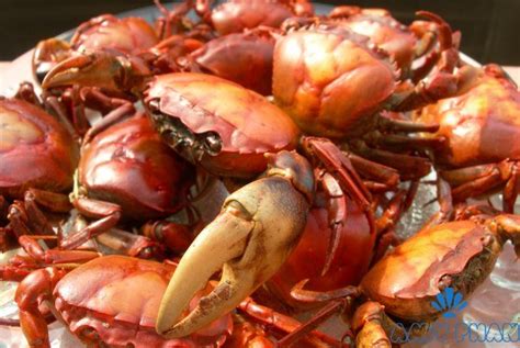 Nỗi lòng anh cua đồng Amy Phan Nỗi lòng anh cua đồng Amy Phan