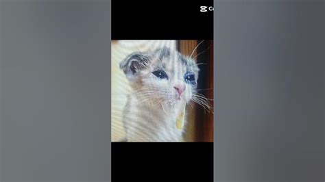 추억이다 고양이저택 고양이산책 대저택 집사tv Youtube