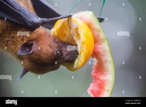 Fruit Bat Also Known As Flying Fox Hanging Upside And Down Eating Juicy Orange And Watermelon
