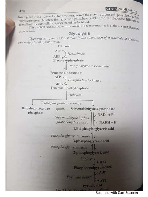 Glycolysis F Ow Chart Pdf