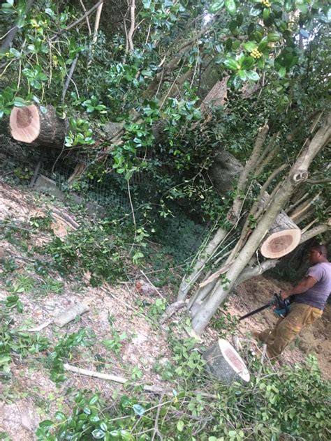 Atlanta Tree Removal Service Tree Limb Cutting In Atlanta Metro Atlanta Lawn Care