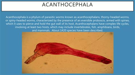 Rotiferaacanthocephala Pptx