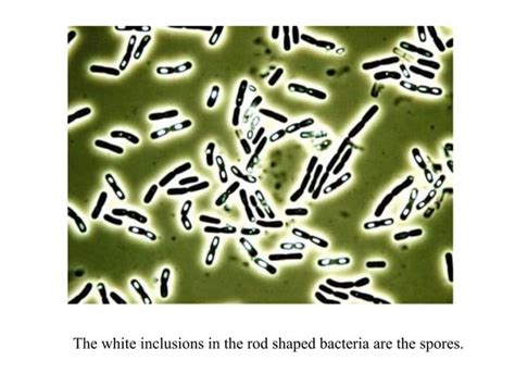 Bacillus Cereus Contamination In Food Ppt