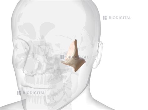 Left Zygomatic Bone Biodigital Anatomy
