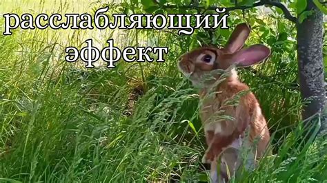 ИСЦЕЛЯЮЩЕЕ ПЕНИЕ ПТИЦ ИЗБАВИТ ОТ ТРЕВОГИ ПОДЫМЕТ НАСТРОЕНИЕ ЧУДЕСНЫЕ КРАСКИ ПРИРОДЫ Youtube