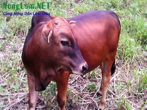 Con Don H Nh Nh M H Nh Nh Con Don Nonglam Net