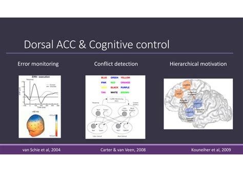 Prefrontal Cortex And Decision Making The Modular And Circuit Based
