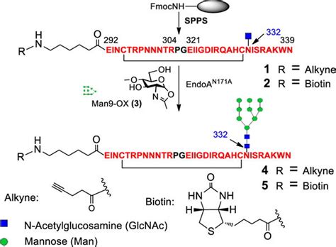Synthetic Multivalent V3 Glycopeptides Display Enhanced Recognition By Glycan Dependent Hiv 1