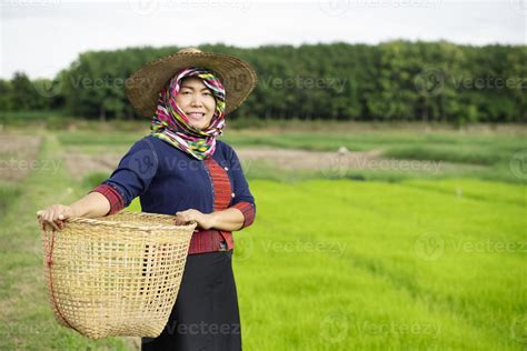 Asian Woman Farmer Is At Paddy Field Wear Hat Covered Head With Thai Loincloth Holds Bamboo