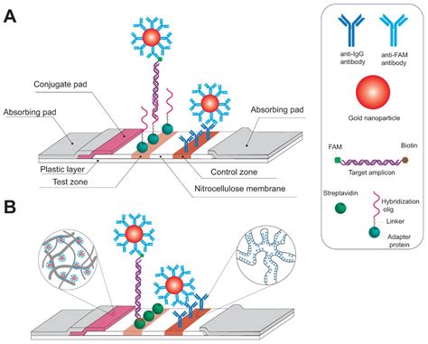 The Potential Use Of Isothermal Amplification Assays For In Field Diagnostics Of Plant Pathogens