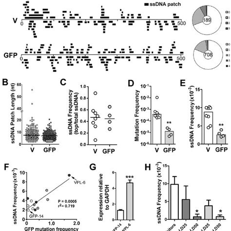 Ssdna Frequencies At Non Ig Sequences In Lps Stimulated Ex Vivo Murine Download Scientific