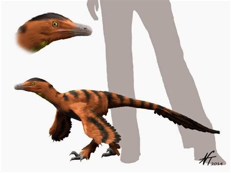 Some Species That Have Never Been Suggested New Species Page 8