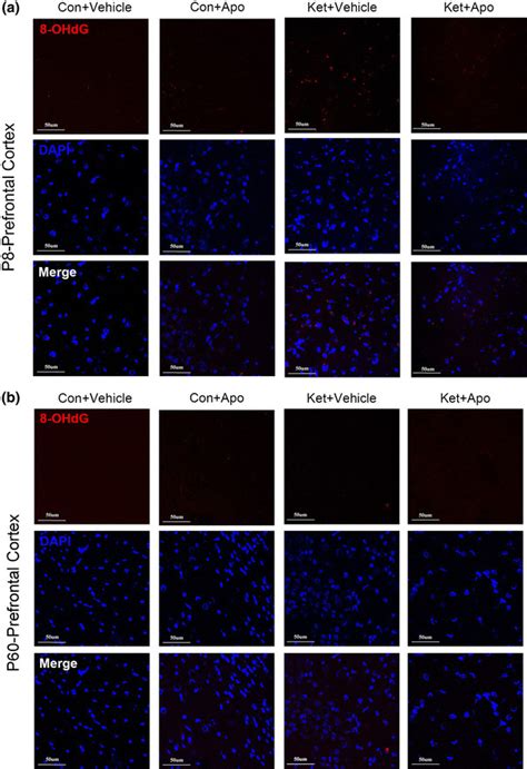 Immunofluorescence Staining To Detect 8 Ohdg In The Prefrontal Cortex