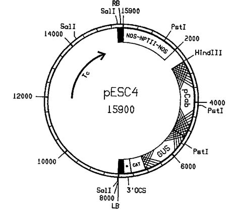 Diagram Of Plasmid Pesc4 [rb Right Border Nos Nopaline Synthase Download Scientific Diagram