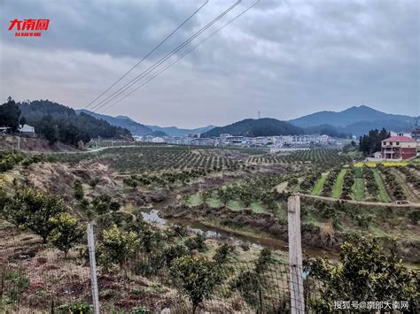 四川南充：南部县晚熟柑橘产业园 修枝施肥管理 搜狐大视野 搜狐新闻