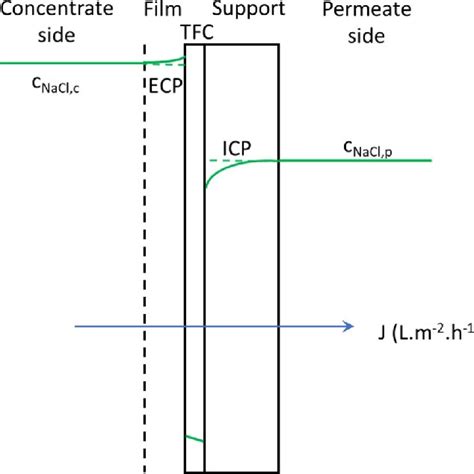 Schematic Representation Of Concentration Profiles Including External Download Scientific