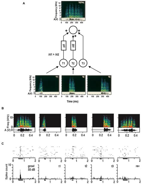 Auditory Direction Selectivity Of A Cortical Neuron As Cellular Basis Download Scientific