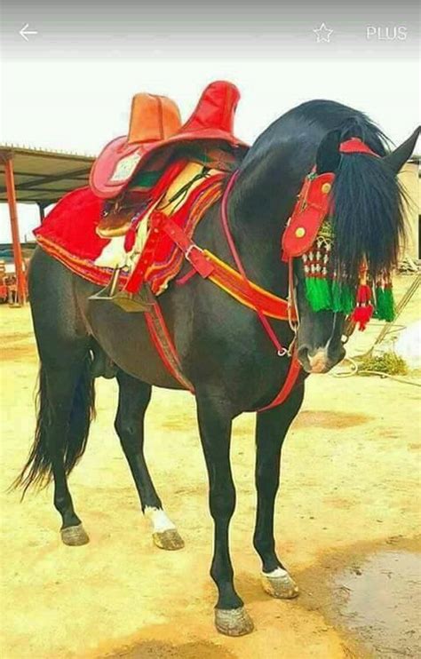 خيل دار ولد زيدوح