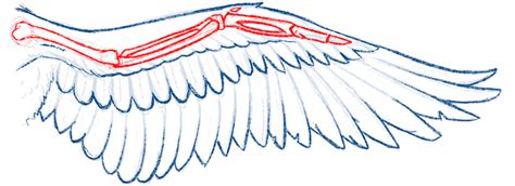 How To Draw Feathered Wings How To Draw Feathered Wings