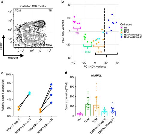 Gene Expression Data Indicates That CD Effector Memory T Cells Download Scientific Diagram