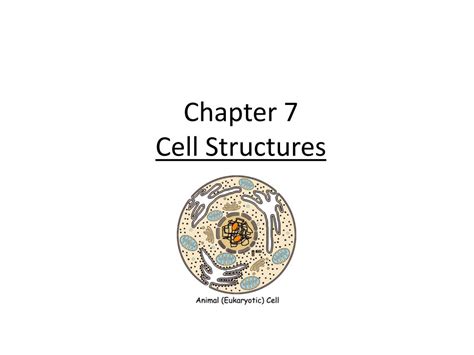 PPT Chapter Cell Structures PowerPoint Presentation Free Download ID
