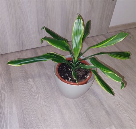 Dracena