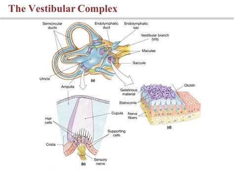 Lecture 13 Chapter 17 The Special Senses Page Ppt Download
