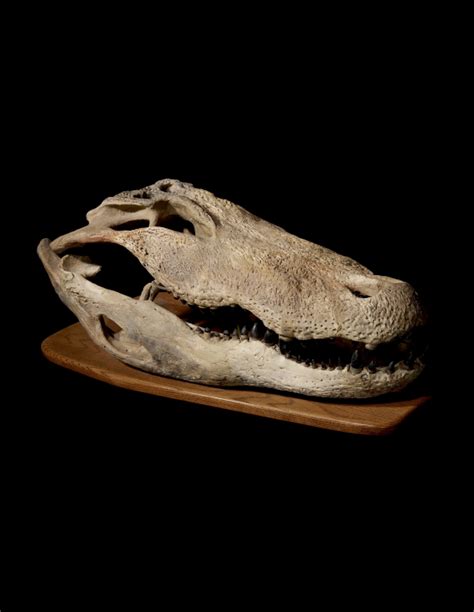 A Fossil Alligator Skull
