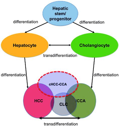 Hypothesis Of The Differentiation And Proliferation Abnormality Of Download Scientific Diagram