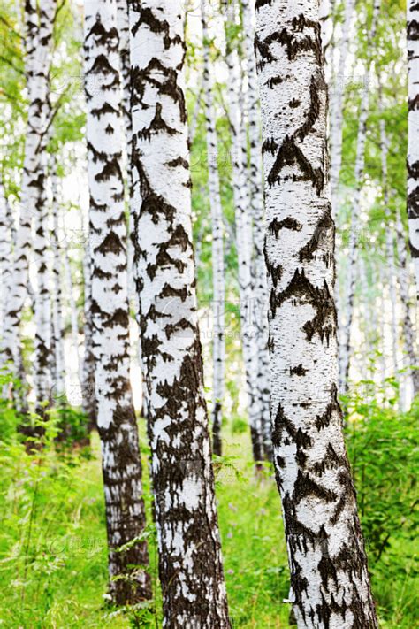 森林白桦夏天日光自然垂直画幅地形无人户外俄罗斯