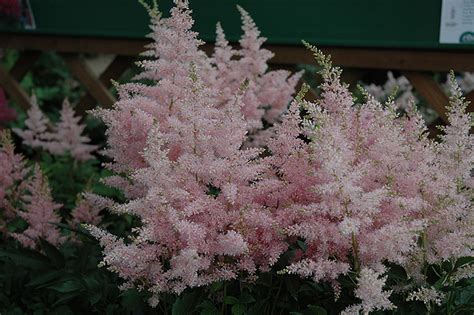 Younique Silvery Pink Astilbe (Astilbe 'Verssilverypink') in Regina ...
