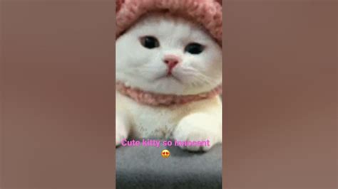 Innocent Kitty Youtube