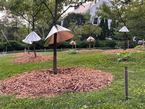 Another Kind Of Squirrel Baffle General Fruit Growing Growing Fruit