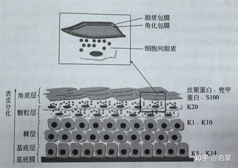 皮肤生理知识解析 表皮结构篇 角质层结构功能全解 知乎