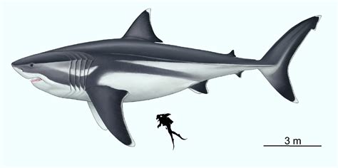 Scientists Reconstruct Body Dimensions Of Megalodon Scinews