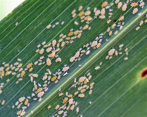 Melanaphis Sacchari Sorghi Sugarcane Aphid Identification Images
