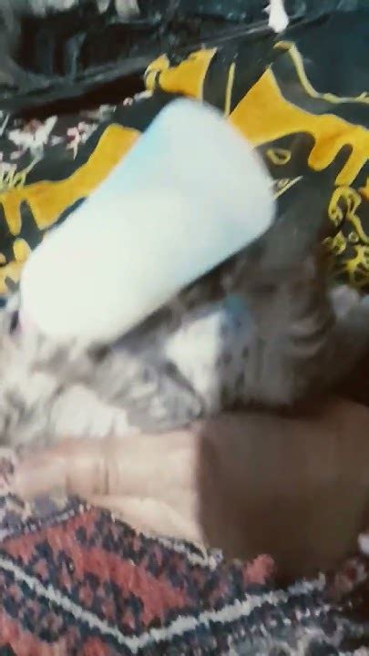 مادر این گربه ها مرده و در حال بزرگ کردنشون هستیم با شیر گاو 👌🤲♥️ Youtube