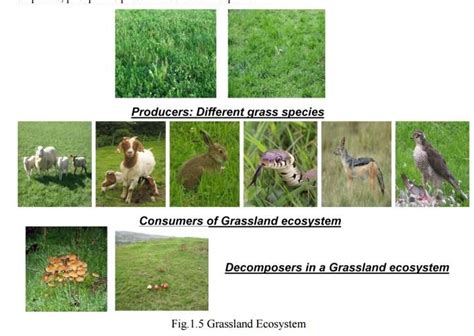 Grassland Ecosystem Plants
