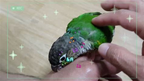 앵무파파 레드옐로우사이드코뉴어 앵무새 초롱이의 폭풍 입질애교 20200624 Youtube